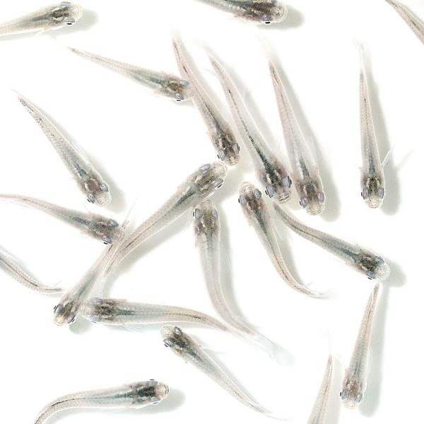 _aqua　Ｏｒｙｚｉａｓ　ｌａｔｉｐｅｓ　ｖａｒ．　メダカヒメタニシセット　ビオトープにおすすめの生体　biotope　熱帯魚　エビ他　日本産メダカ　青メダカ　ヒメタニシ　nittan_medaka_ao　ＨＭ　biotope_13061...