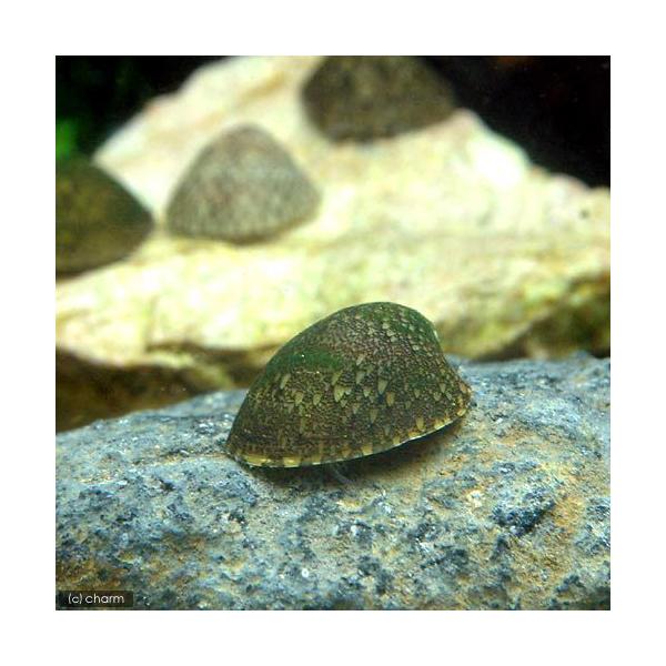 熱帯魚・エビ他　貝　石巻・サザエ・フネアマ　フネアマガイ　フネアマ貝　４匹　食べさせる　淡水アワビ　船蜑貝　タートルスネール　_fish　_aqua　PxOFV6s_ebki　xF6s_HUjnj　bnrkoclsa0522　MS0106　...