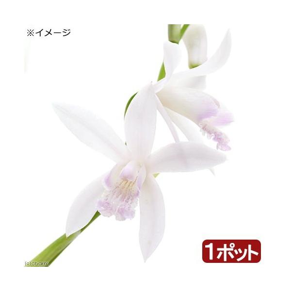 _gardening　ガーデニング　山野草　紫蘭　しらん　kinenガーデニング　tdland55　dasu12　20190604　RM　simad1dガーデニング　育て方　育成方法　栽培方法　白花紫蘭　Ｂｌｅｔｉｌｌａ　ｓｔｒｉａｔａ　ラ...