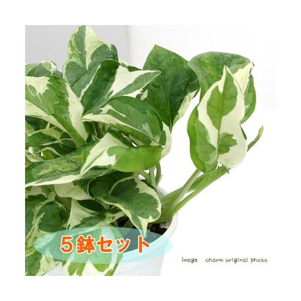 paludariumplants　emporio　all_plants　観葉植物　園芸　ガーデニング　ビバリウム　アクアテラリウム　パルダリウム　サトイモ　Pothos　エピプレムヌム　Epipremnum　pinnatum　'N'Joy'...