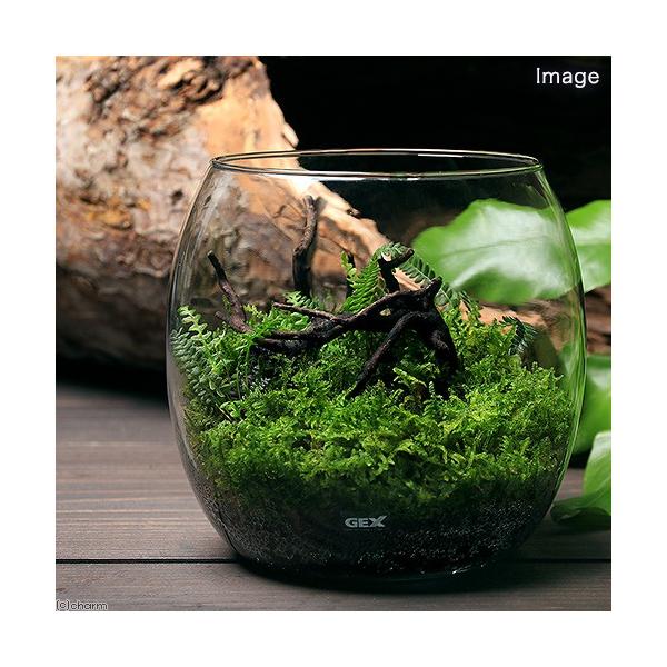 interioraquaglass　ＧＥＸ　グラスアクアリウム　ドロップ　Ｉセット　4972547032607　ガラス　容器　ボトル　ボトルアクア　ボトルアクアリウム　ガラス容器　ガラス製　インテリア　おしゃれ　苔テラリウム　コケテラリウム...