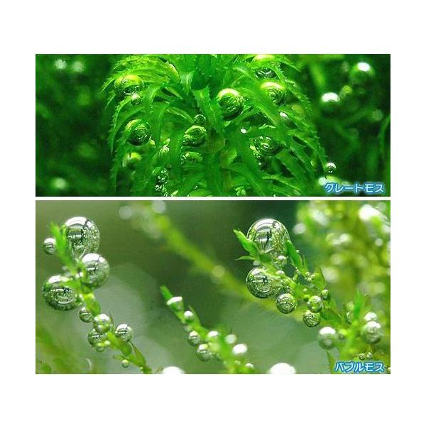 熱帯魚　有茎　カ行　ＣＯ２なしでも育つ水草　水草　後景草　透明感のある　気泡　all_plants　bable_moss　wp_kywrd　notco2_wp　トチカガミ科　Ｈｙｄｒｏｃｈａｒｉｔａｃｅａｅ　ハイゴケ科　Ｈｙｐｎａｃｅａｅ　...