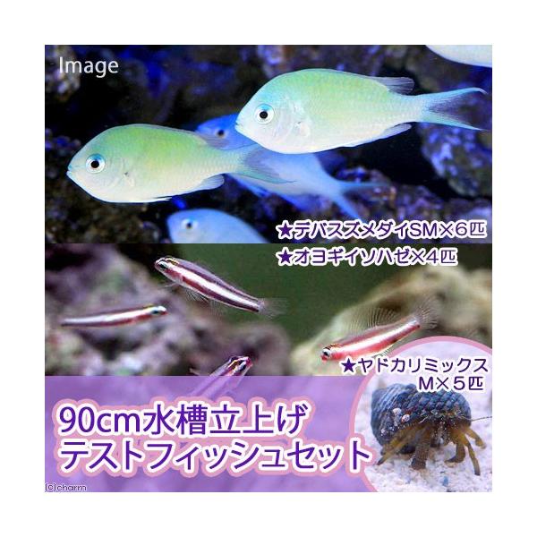 ◎　kaisui73　海水　海水生体　海水魚　ダムセル　ヤドカリ　デバスズメ　Ｓサイズ　オヨギイソハゼ　デバスズメダイ　飼育セット　立上げ　パイロット　スターター　m_damselfish　Ｃｈｒｏｍｉｓ　ｖｉｒｉｄｉｓ　Ｅｖｉｏｔａ　ｂｉ...