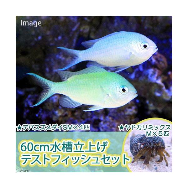 ◎　kaisui73　_aqua　海水　海水生体　海水魚　ダムセル　ヤドカリ　デバスズメ　デバスズメダイ　Ｓサイズ　飼育セット　立上げ　パイロット　スターター　m_damselfish　Ｃｈｒｏｍｉｓ　ｖｉｒｉｄｉｓ　Ｅｖｉｏｔａ　ｂｉｆａ...