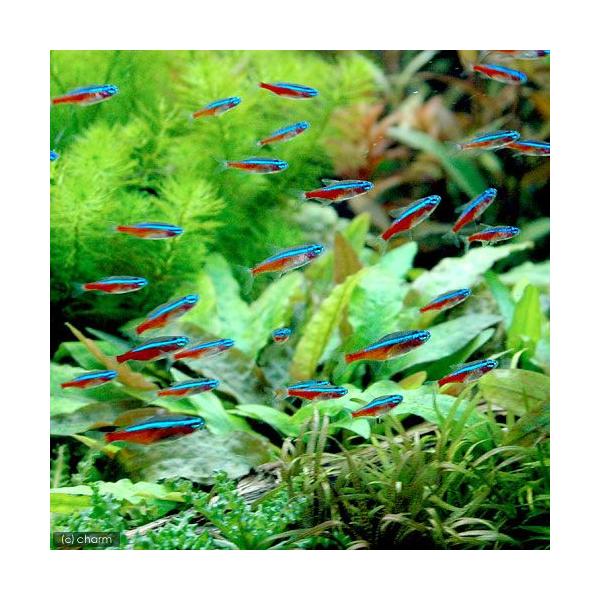 _aqua　熱帯魚・エビ他　カラシン　テトラ等　南米産　小型種　カージナル・ネオン系　カージナルテトラ　ワイルド　５０匹　ビギナーにオススメ　Ｐａｒａｃｈｅｉｒｏｄｏｎ　ａｘｅｌｒｏｄｉ　動画淡水生体　動画　映像　ムービー　fish_top...