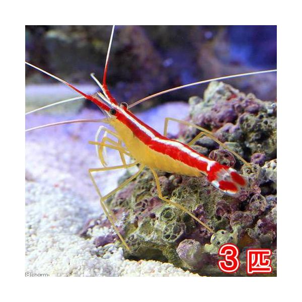 sfset　_aqua　◎　kaisui73　マリンシュリンプ　p_disease　海水　海水生体　エビ・カニ他　m_shrimp　スカンクシュリンプ　kaijyo　m_cleanfish　1day　sri01_fish16　mfsp_20...