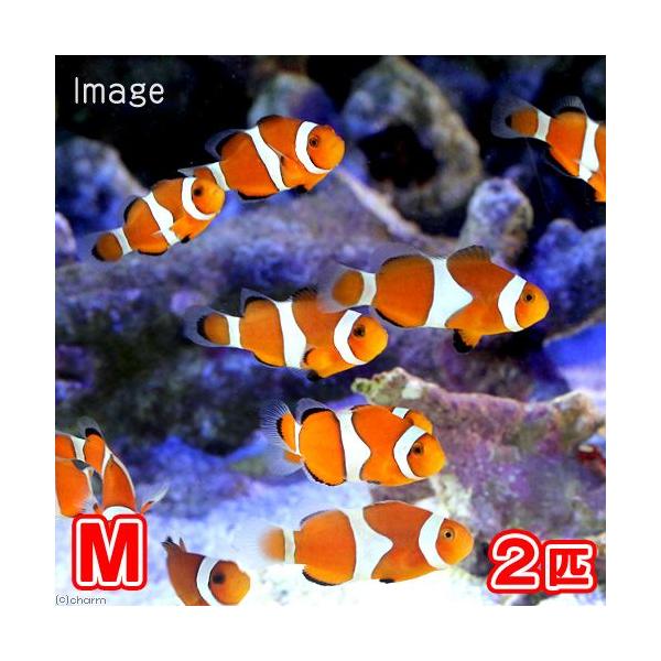 Amphiprionocellaris_kk　◎　kaisui73　Ａｍｐｈｉｐｒｉｏｎ　ｏｃｅｌｌａｒｉｓ　クマノミ　カクレ　海水魚　20150227　ＴＨＺ　kaijyo　kumanomihajimeteset