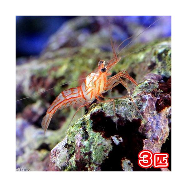 ◎　kaisui73　アカシマモエビ　甲殻類　マリンシュリンプ　海水　海水生体　エビ・カニ他　m_shrimp　カーリー対策　ma_beginner　キリコグラス　ペパーミントシュリンプ　ma_juhsdfbjh　ma_bjklldkbj　...