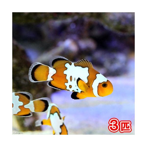 ◎　m_kumanomi　ma_kakurekuma　カクレクマノミ　m_angelfish　海水　海水生体　海水魚　クマノミ　ma_kuma　スノーフレーク　オセラリス　カクレクマノミ　Ａｍｐｈｉｐｒｉｏｎ　ｏｃｅｌｌａｒｉｓ　ＨＩＮ　2...