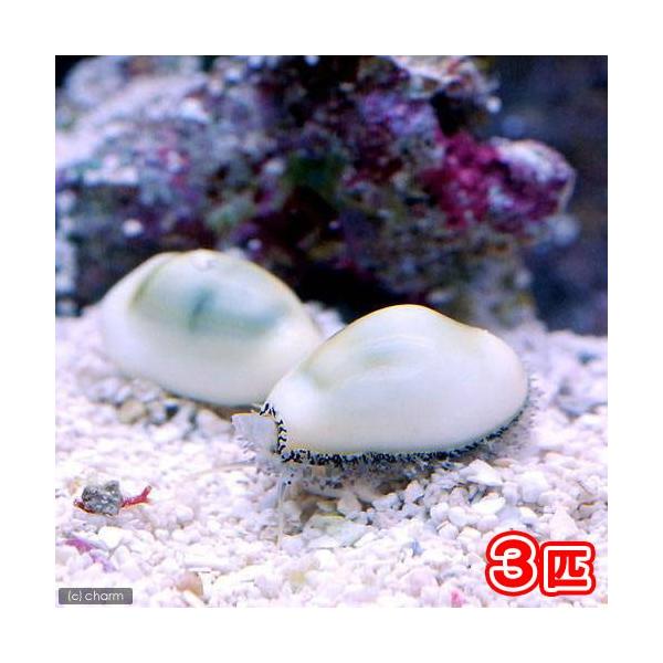 ◎　kaisui73　_aqua　海水　海水生体　貝　キイロダカラ　20100817　AH　宝貝　トレジャー　Ｃｏwｒｉｅ　cowrie0202　Treasure_Festival　4kisitop200212　4kisitop200401...