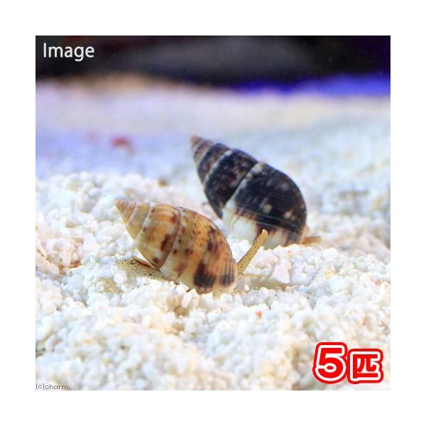 ◎　kaisui73　_aqua　海水　海水生体　貝　ムシロガイ　マダラ　Ｔａｌａｓｃｏ　ｒｅｅｖｅａｎａ　20151223　ＴＨＺ　4kisitop200219　4kisitop200401　4kisitop200408　y15m12