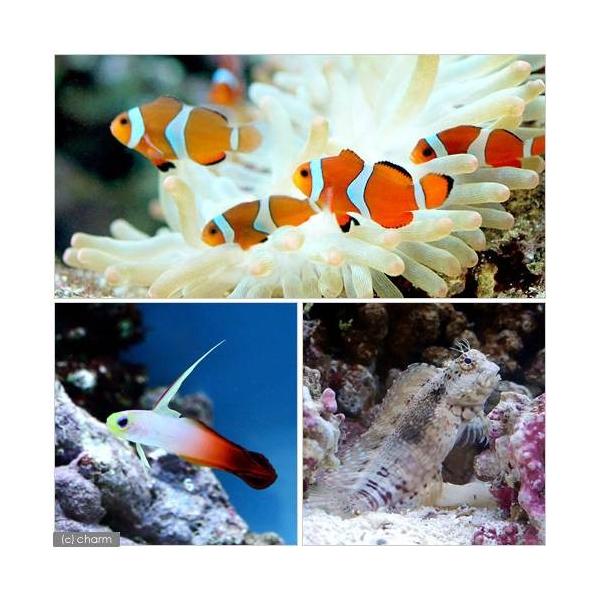 Amphiprionocellaris_kk　◎　kaisui73　m_kumanomi　kumanomihajimeteset　海水　国産ブリード　海水生体　海水魚　ギンガハゼ　ハゼ　ゴビー　共生　テッポウエビ　kumanomi　ヤエヤマ...