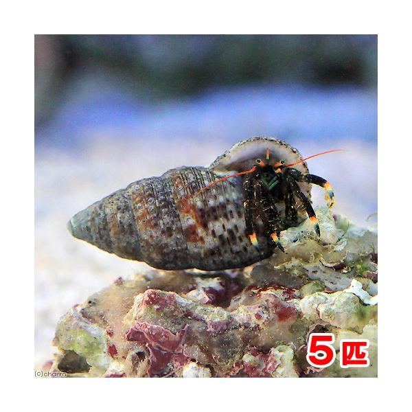 ◎　kaisui73　_aqua　m_hermit　海水　海水生体　エビ・カニ他　マダラヨコバサミ　無脊椎ＩＤ　ＤＩ　５匹　ヤドカリ　20161020　kisitop4_1910092kisitop200415　y16m10