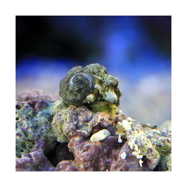 ◎　kaisui75　_aqua　海水　海水生体　貝　20170622　ＡＨ　カンギクガイ　LRhouselist　RyoKoba　y11m07