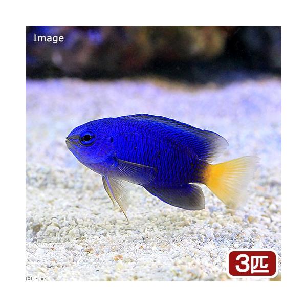 ◎　kaisui72　スズメダイ　海水　海水生体　海水魚　スズメダイ　m_damselfish　20181005　Ｐｏｍａｃｅｎｔｒｕｓ　ｃｏｅｌｅｓｔｉｓ　インド洋　ソラスズメダイ　ＹＨ　kaijyo　mrs1907_1pd_mrfish