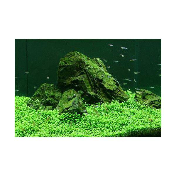 熱帯魚　水草　前景草　絨毯のような　グロッソスティグマ　グロッソスティグマはこちら　GreenCarpetsal　top-ursj_plants　glosso_dkw　ccampain1912800_wp　1wptop200415　mizk...