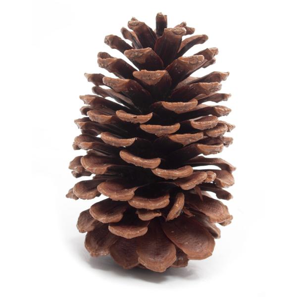 メーカー：(株)リーフ Leaf Corp interior　usymlist　小動物・鳥　マツボックリ　パインコーン　インテリア・雑貨　クリスマス　オーナメント　手作り　インテリア　アート　手芸　リース　木の実　実　国産　まつぼっくり　マ...