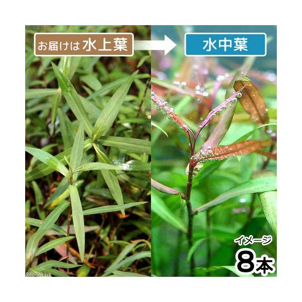 PF_SPQ　熱帯魚　_aqua　水草　後景草　赤い　all_plants　水草赤い　水上葉_ポリゴナム　ホソバノウナギツカミはこちら　朝摘みシリーズ　wp_kywrd　3wptop200415　y22m01