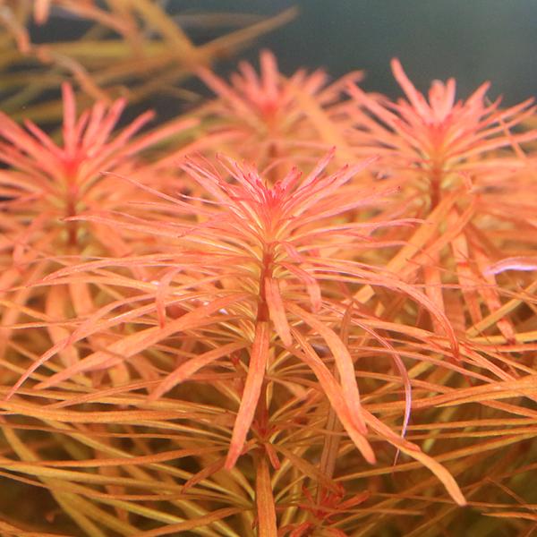 水草　後景草　南米　赤系　パンタナル　Ｌｕｄｗｉｇｉａ　ｉｎｃｌｉｎａｔａ　ｖｅｒｔｉｃｉｌｌａｔａ　Ｐａｎｔａｎａｌ　アカバナ科　Ｏｎａｇｒａｃｅａｅ　チョウジタデ属　ＹＴ　2025tuuki　y25m05　20250515