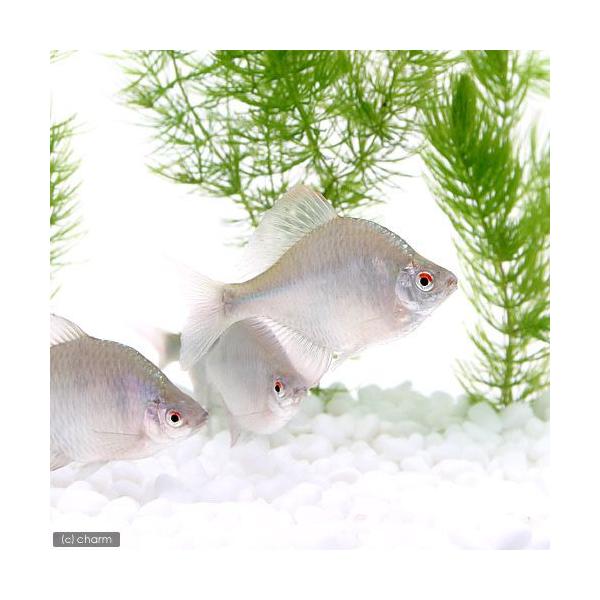 生体　熱帯魚・エビ他　日本産淡水魚　日淡　川魚　タナゴ　バラタナゴ　nittanmiryoku_tanago　20101209　OSH　nittan_nittan　normal_'ra　タイバラ　fs13cd_one　bnrtanago66...