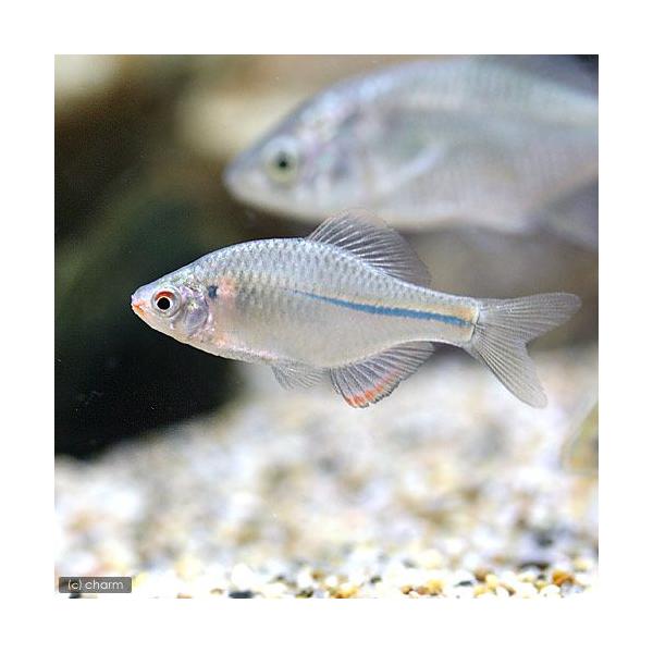 生体　熱帯魚・エビ他　日本産淡水魚　nittanmiryoku_tanago　20101209　ＯＳＨ　nittan_nittan　タナゴ　カゼトゲタナゴ　淡水生体　kaijyo