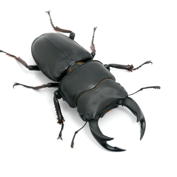 PF_SPQ　クワガタ　オオクワガタ　ペア　▲クワガタ　クワガタ　▲国産オオクワガタ　▲国産オオクワガタペア　humei_ookuwa　20140516　ＧＩ　国産オオクワガタ生体　insect_database　y14m05　bugjul...