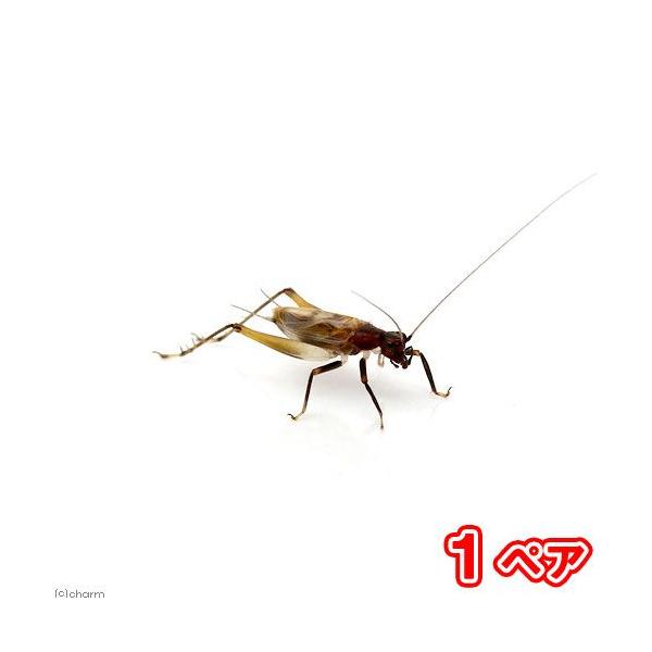 昆虫　ヤマトヒバリ　大和雲雀　Ｈｏｍｏｅｏｘｙｐｈａ　ｏｂｌｉｔｅｒａｔａ　▲鳴き虫　20140915　GI kaijyo　ensifera0827　直翅目　バッタ　鳴く虫　y26m06 restock kongetsunyukainsec...