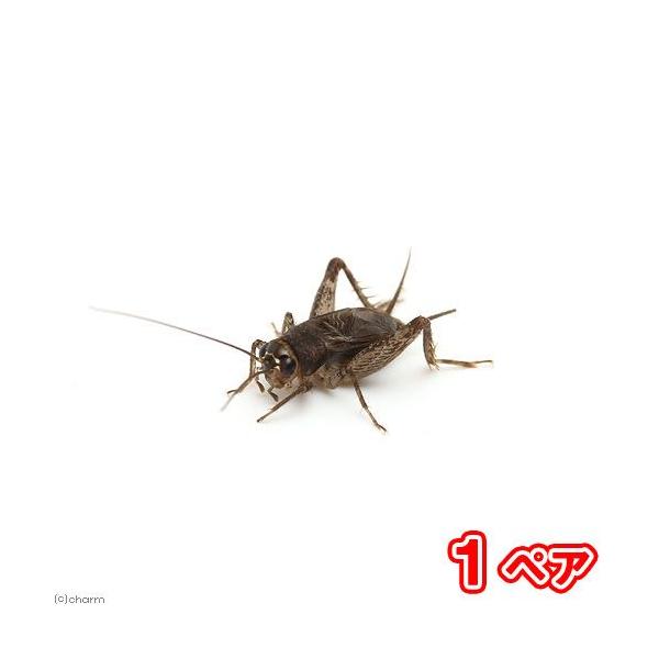 昆虫　ヒメコオロギ　Ｃｏｍｉｄｏｇｒｙｌｌｕｓ　ｎｉｐｐｏｎｅｎｓｉｓ　姫蟋蟀　▲鳴き虫　20140915　GI　直翅目　バッタ　鳴く虫　seitaieventnm202509 y26m07 restock kongetsunyukains...