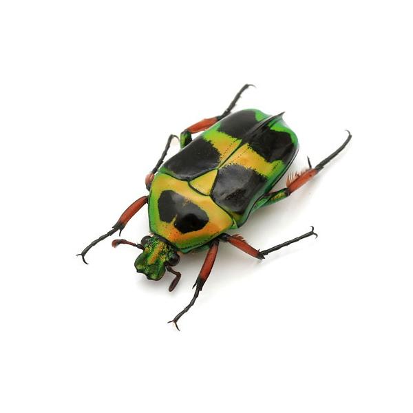 PF_SPQ　カブト・クワガタ・用品　カブトムシ・クワガタ　外国産カブト（幼虫）　ハナムグリ　ブンブン　20150912　ＧＩ　ツヤカナブン　y26m05　restock kongetsunyukainsect YO　マックレー　seita...