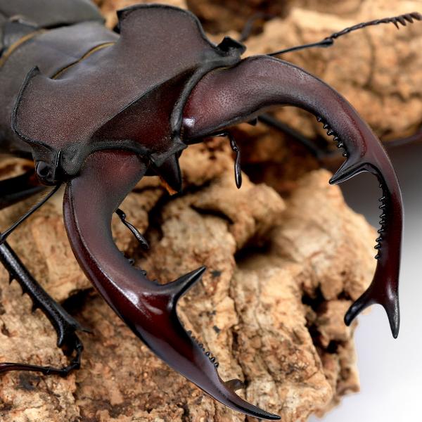 PF_SPQ　▲クワガタ　ルカヌス　カブト・クワガタ・用品　カブトムシ・クワガタ　外国産クワガタ（幼虫）　ルカヌス・キクロマ　getsumatsu10昆虫　▲ルカヌス　20150828　GI　昆虫生体