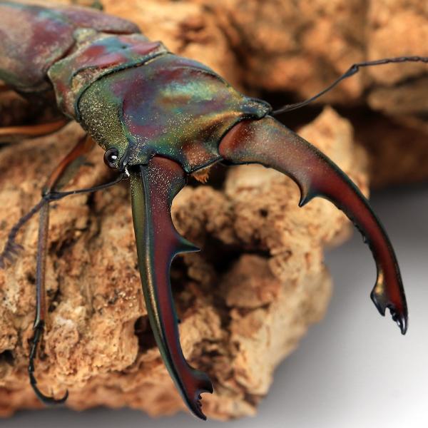 PF_SPQ　昆虫　Philippines_insects　クワガタムシ　キクロマトス　外国産クワガタ　キクロ　Cyclommathus　zuberi　ズベールホソアカクワガタ　20150811　GI　kongetsunyukainsect...