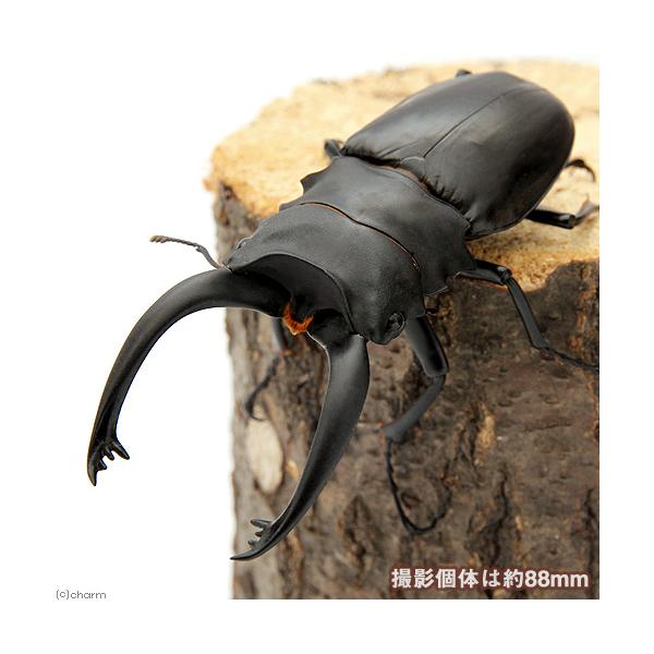 PF_SPQ　wild_insect　Philippines_insects　昆虫　クワガタムシ　生体　販売　飼育　飼い方　オドントラビス　アルケスツヤクワガタ　Odontolabis　alces　オドントラビス　20151016　ＧＩ　k...