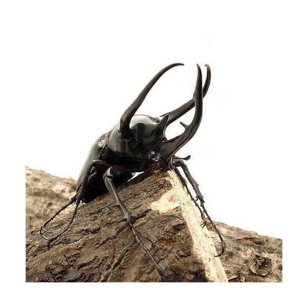 PF_SPQ　nesia_insect　▲カブト　カルコソマ　カブト・クワガタ・用品　カブトムシ・クワガタ　外国産カブト　成虫　その他外国産カブトムシ　silver0917昆虫　20100401mushi_　▲コーカサスオオカブト　“ジャワ...