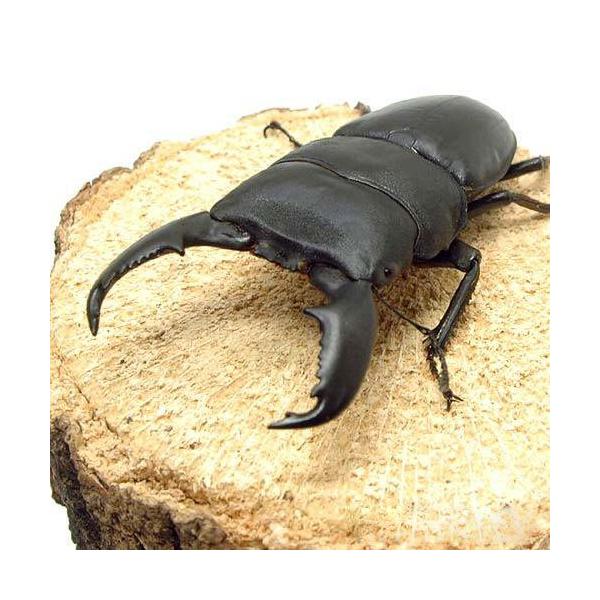 PF_SPQ　nesia_insect　▲クワガタ　外国産ヒラタクワガタ　カブト・クワガタ・用品　カブトムシ・クワガタ　外国産クワガタ（成虫）　昆虫生体