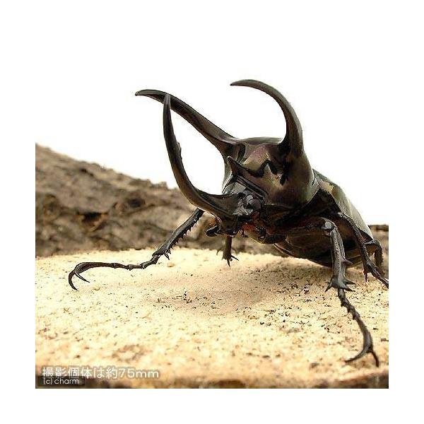 PF_SPQ　nesia_insect　▲カブト　カルコソマ　カブト・クワガタ・用品　カブトムシ・クワガタ　外国産カブト（成虫）　tanabata0702昆虫　その他外国産カブトムシ　▲アトラスオオカブト“スマトラ産”（ＷＤ）　ＲＹＭ　20...