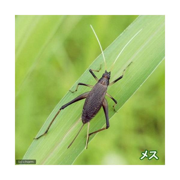 昆虫　鈴虫　鳴き虫　秋の虫　鳴虫　スズムシ　すずむし　スズムシ　Homoeogryllus　japonicus　直翅目　バッタ　鳴く虫　seitaieventsz202606