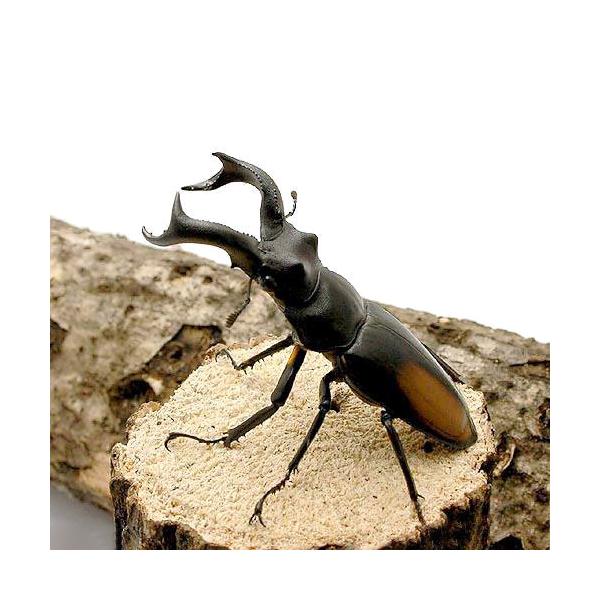 PF_SPQ　nesia_insect　クワガタ　シカ・フタマタ　カブト・クワガタ・用品　カブトムシ・クワガタ　外国産クワガタ（成虫）　セアカフタマタクワガタ　スマトラ産　icrfo714昆虫　ifo14_sakhinsＹＮ　2016052...