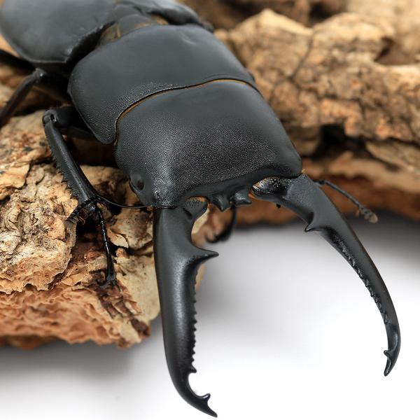 PF_SPQ　_insect　クワガタ　離島産　カブトムシ・クワガタ　国産カブト・クワガタ　hirata-jp　rkfes1508_pd_jpbtlkw　ＲＹＭ　20160721　kongetsunyukainsect