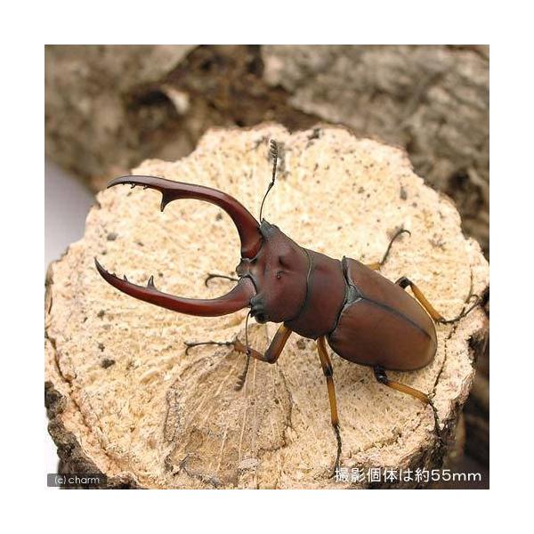 PF_SPQ　nesia_insect　クワガタ　外国産ノコギリクワガタ　アスタコイデスノコギリクワガタ　Prosopocoilus　astacoides　pallidipennis　restock　kongetsunyukainsect