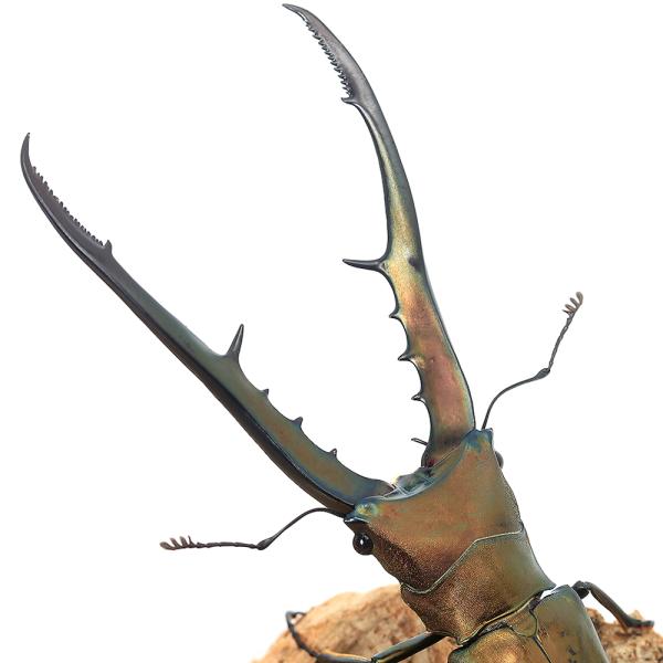 PF_SPQ　クワガタ　nesia_insect　▲クワガタ　キクロマトス　カブト・クワガタ・用品　カブトムシ・クワガタ　外国産クワガタ（成虫）　Cyclommatus　metallifer　finae　ペレメタ　ペレンメタリ