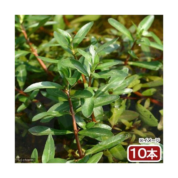 PF_SPQ　_aqua　熱帯魚　水草　後景草　明るい　イエローアマニアはこちら　all_plants　decoy10　wp_kywrd　アマニア　ペディケラータ　y22m01