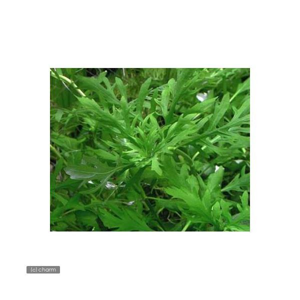 PF_SPQ　熱帯魚　ウォーターウィステリア　water_wisteria　_aqua　ビギナーにお勧め　セット2008　水草　後景草　ギザギザ　ウォーターウィステリアはこちら　all_plants　wp_kywrd　qvJZ_xh5Pzl...