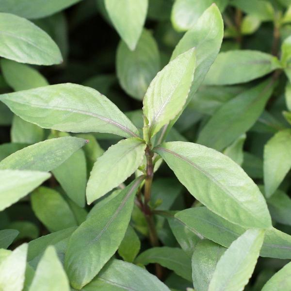 PF_SPQ　熱帯魚　_wp　_aqua　有茎　ハ行　セット2008　水草　hygrophila　後景草　明るい　ハイグロフィラポリスペルマセイロンはこちら　all_plants　onecoin0218　水草0412　水上葉_ハイグロフィラ...