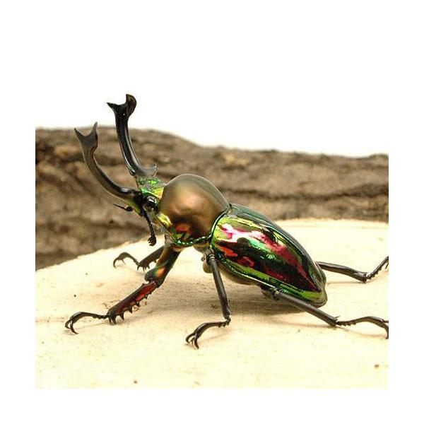 ▲クワガタ　色虫　カブト・クワガタ・用品　カブトムシ・クワガタ　外国産クワガタ（幼虫）　▲クワガタ色虫　▲ニジイロクワガタ　▲ニジイロクワガタ“クィーンズランド産”　幼虫　gb5osz　kaijyo　p_muelleri　8Y190aWL_...