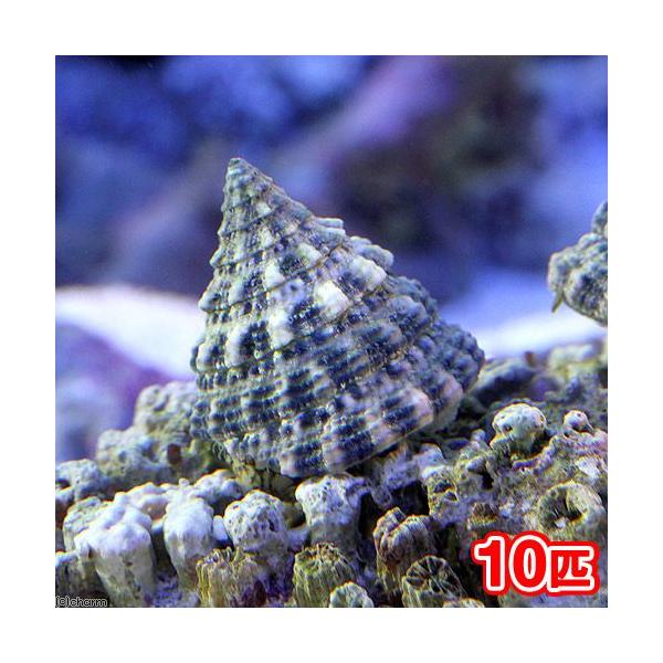 ◎　kaisui73　海水　海水生体　貝　ターボスネール　無脊椎ＩＤ　RJ5jD7m_kisicleaner_snailar0305　コケの掃除　4kisitop200122　4kisitop200304　4kisitop200325　y2...