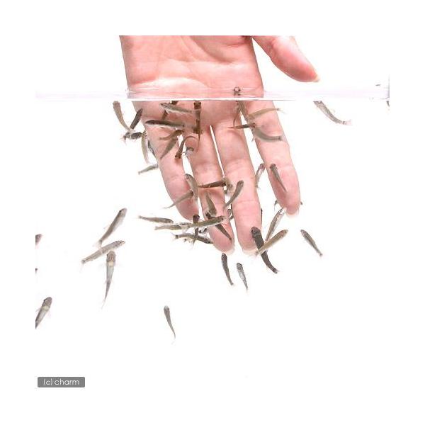 _aqua　熱帯魚・エビ他　ローチの仲間　タニノボリ・吸い付き系　ガラルファ　１０匹　コイ（ラスボラ等）　ガラルーファ　ホットスプリングフィッシュ　kaijyo　MS0106　gararufa0531　top_fish0501　top_fi...