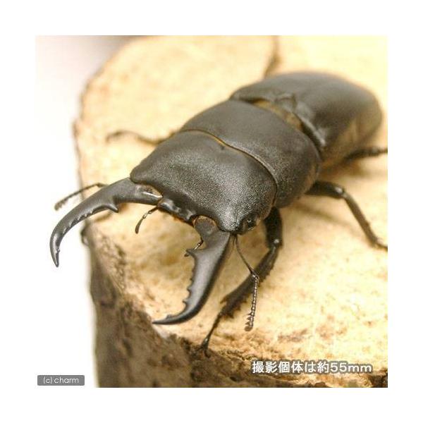 PF_SPQ　▲クワガタ　本土産　昆虫　クワガタムシ　国産クワガタ　Dorcus　titanus　pilifer　本土ヒラタ　日本産ヒラタ　imabari_hirata　TH　kongetsunyukainsect　restock