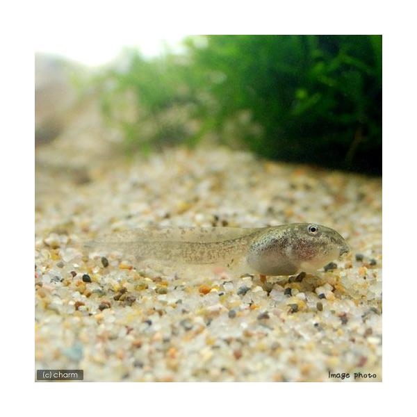 亀・爬虫類　生体　カエル　モリアオガエル　森青蛙　Ｒｈａｃｏｐｈｏｒｕｓ　ａｒｂｏｒｅｕｓ　オタマジャクシ　１０匹　Hylidae　オタマ　両生　両爬　amp_Frog　20100824　ＭＫ　▼モリアオガエルオタマジャクシ　terra_s...