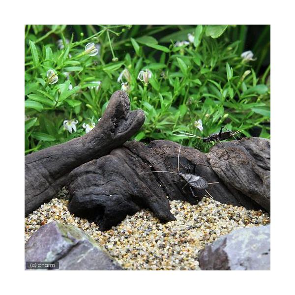 _insect　鈴虫　鳴き虫　鳴虫　スズムシ　▲スズムシ　Ｈｏｍｏｅｏｇｒｙｌｌｕｓ　Ｍｅｌｏｉｍｏｒｐｈａ　ｊａｐｏｎｉｃｕｓ　スズムシ生体　昆虫　直翅目　バッタ　鳴く虫　restock　kongetsunyukainsect　seita...