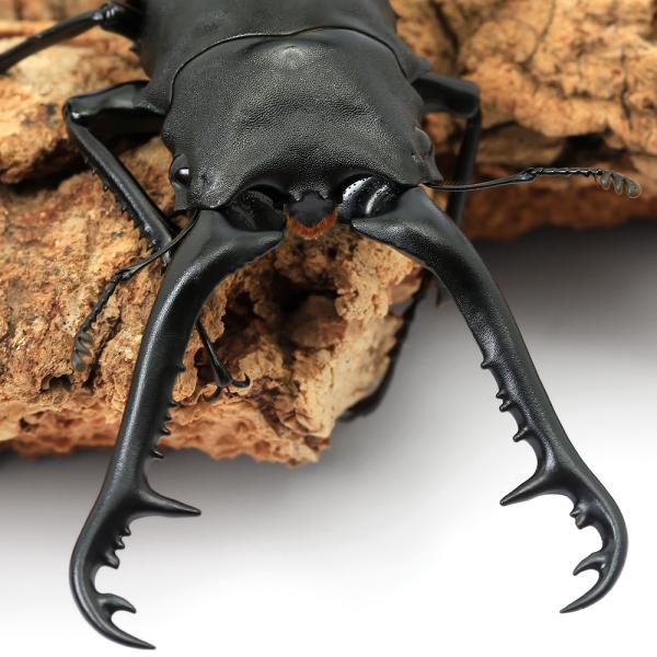 PF_SPQ　insect　昆虫　クワガタムシ　販売　飼育　外国産ノコギリクワガタ　外国産クワガタ　ギラファノコギリクワガタ　ケイスケ　Prosopocoilus　giraffa　keisukei　restock　